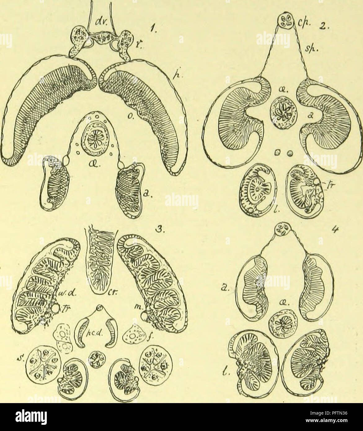 . The anatomy, physiology, morphology and development of the blow-fly ...