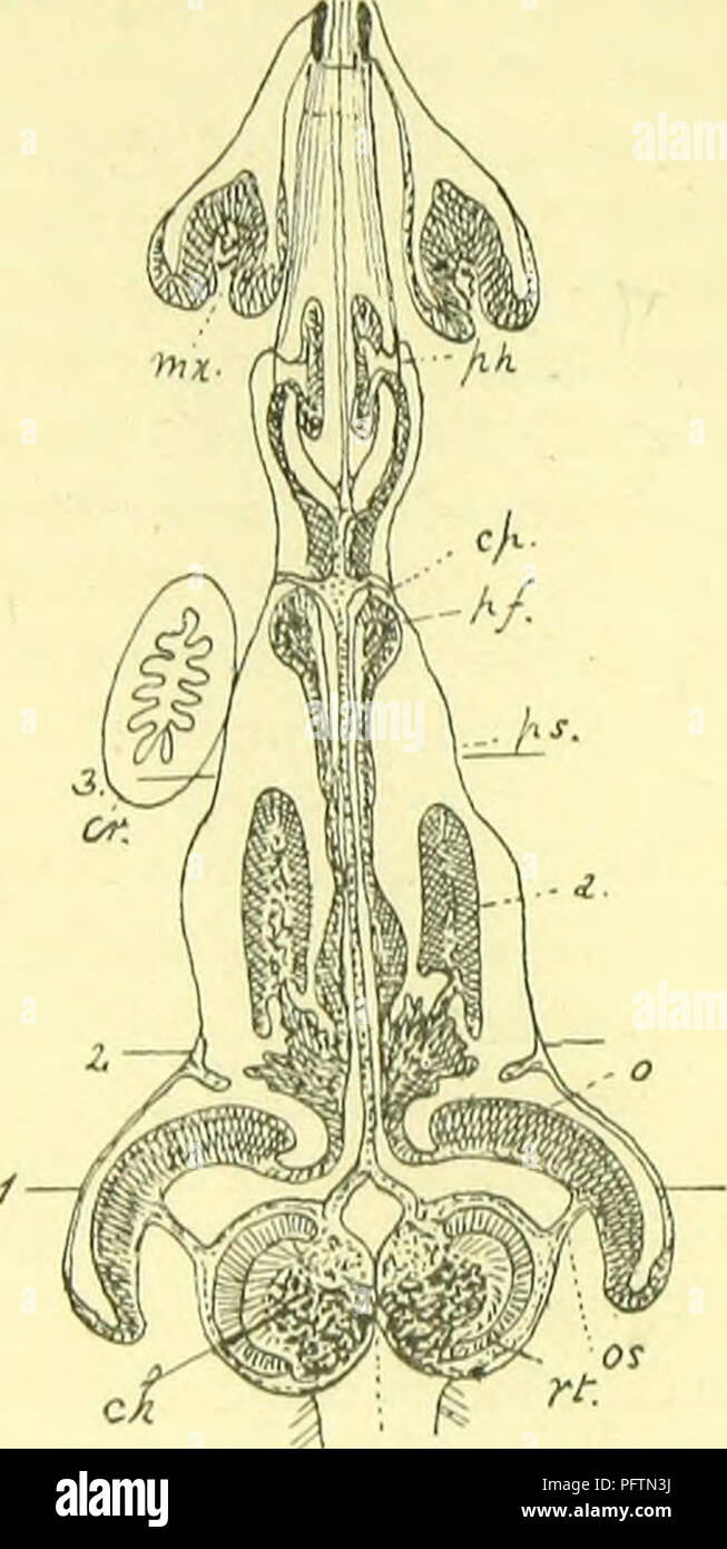 Cephalo hi-res stock photography and images - Alamy