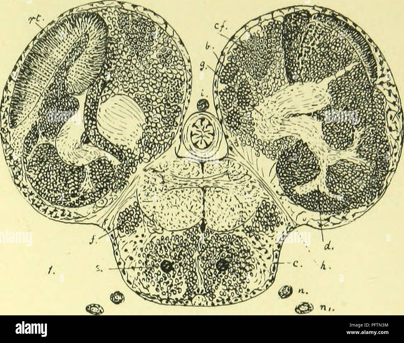 This study explores the anatomical, physiological, and developmental ...