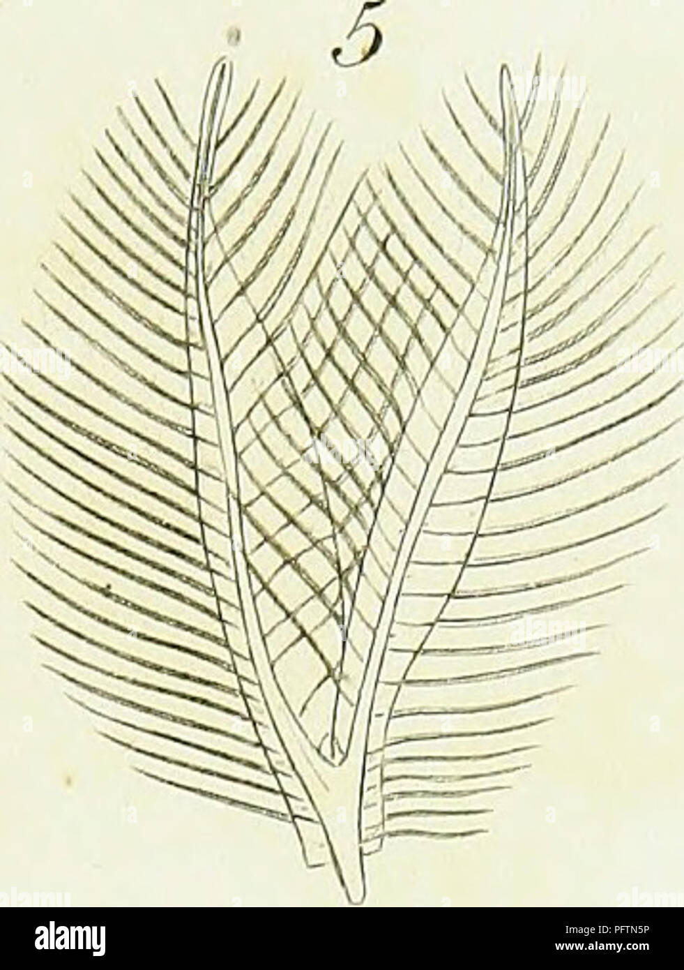 This text introduces the basic principles of entomology, providing ...