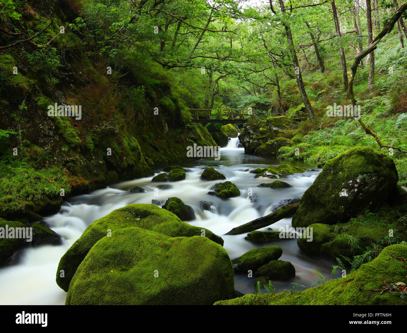 Temperate rainforest wales uk river hi-res stock photography and images ...