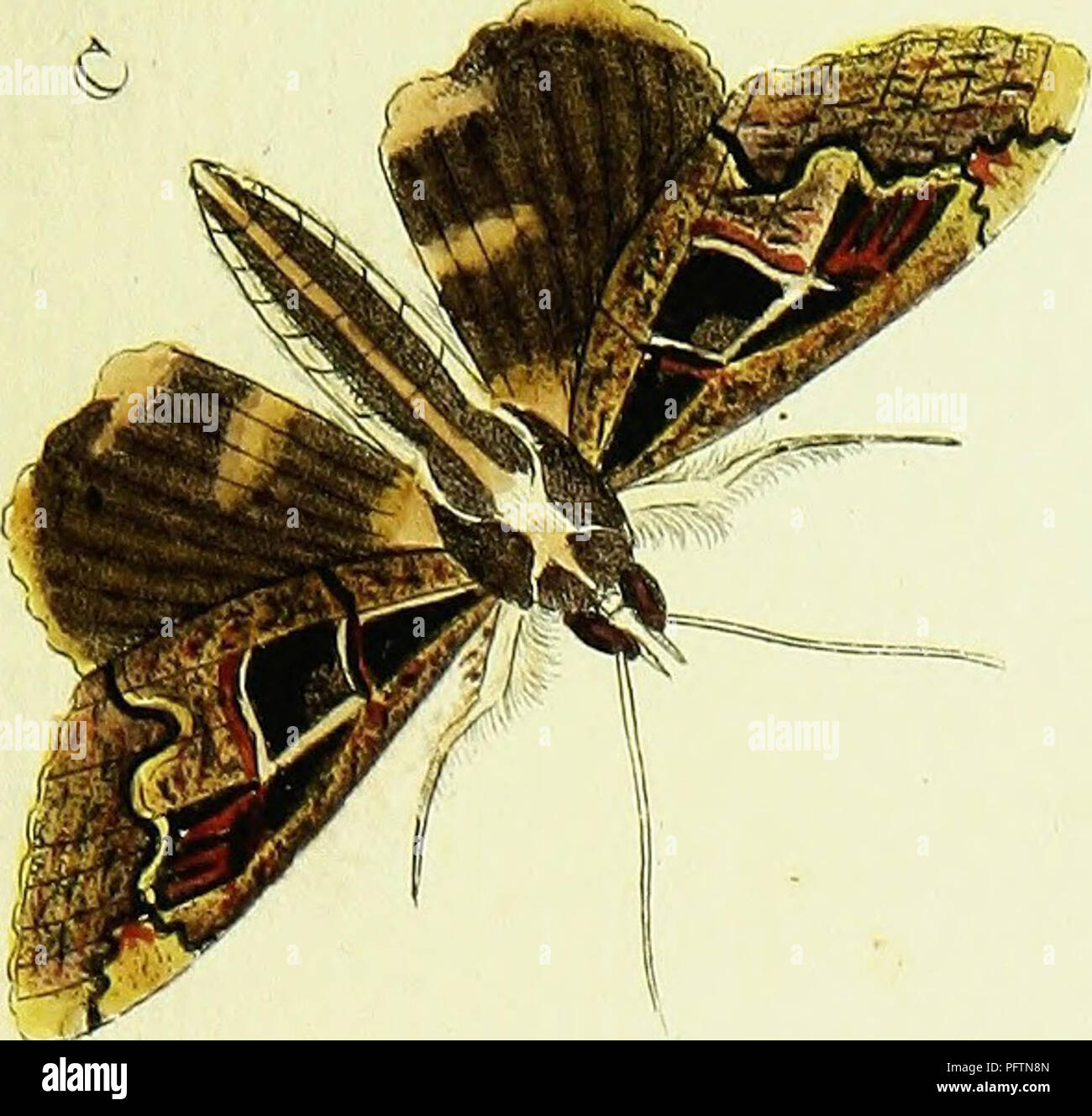 This work by Pieter Cramer and Caspar Stoll focuses on exotic ...