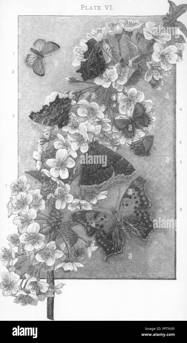 Anna botsford comstock hi-res stock photography and images - Alamy