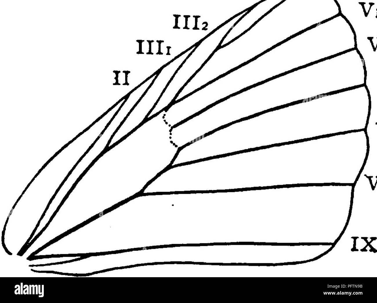 Butterfly morphology Black and White Stock Photos & Images - Alamy