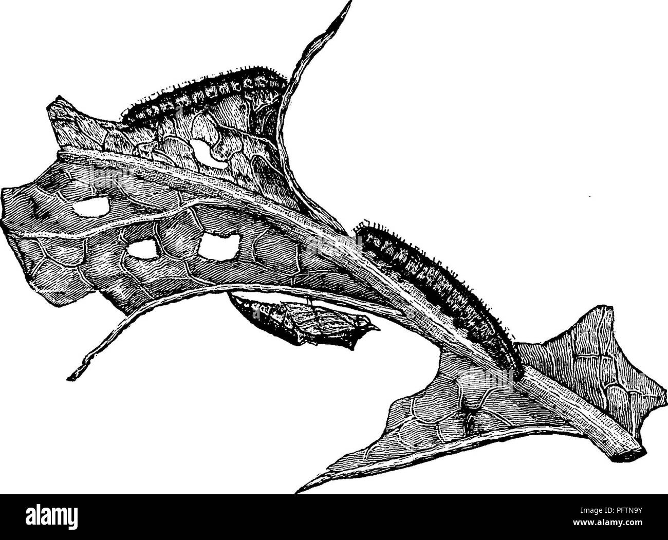 Three distinct insects Black and White Stock Photos & Images - Alamy