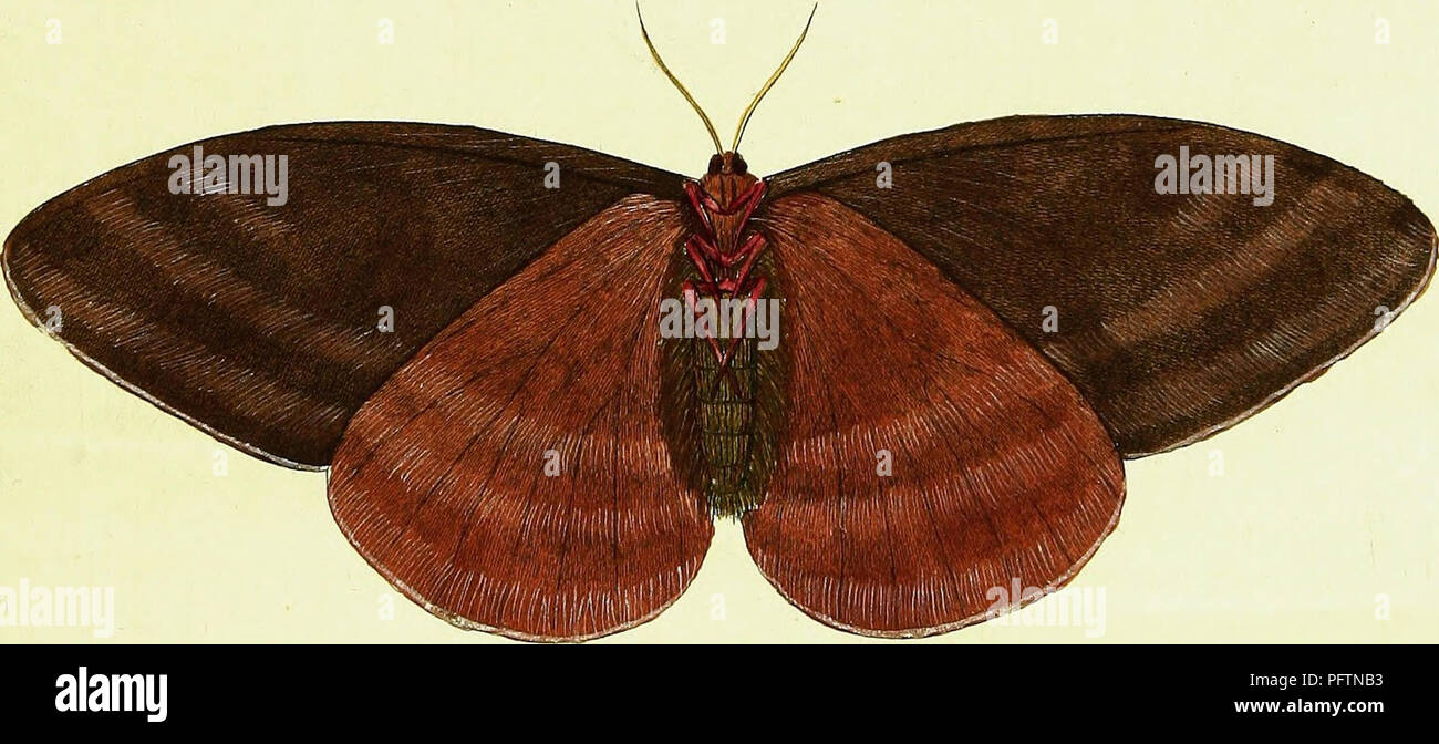 This work by Pieter Cramer and Caspar Stoll catalogs various species of ...