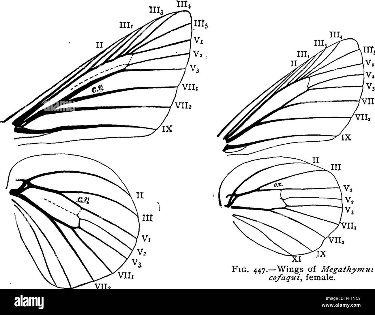 This manual offers detailed information on the study of insects, with a ...