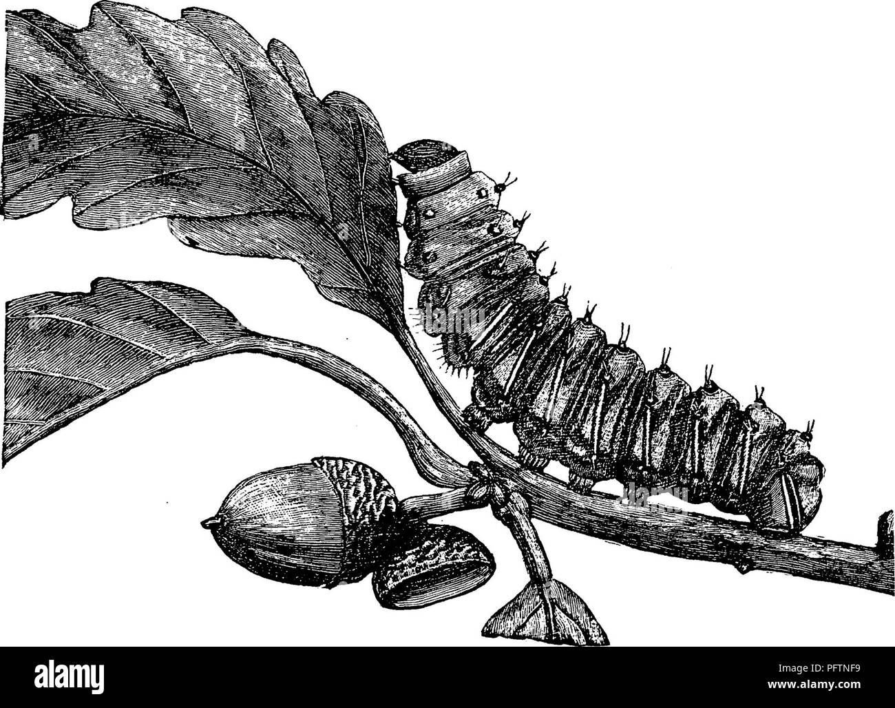 . A manual for the study of insects. Insects. with spines the prick of ...