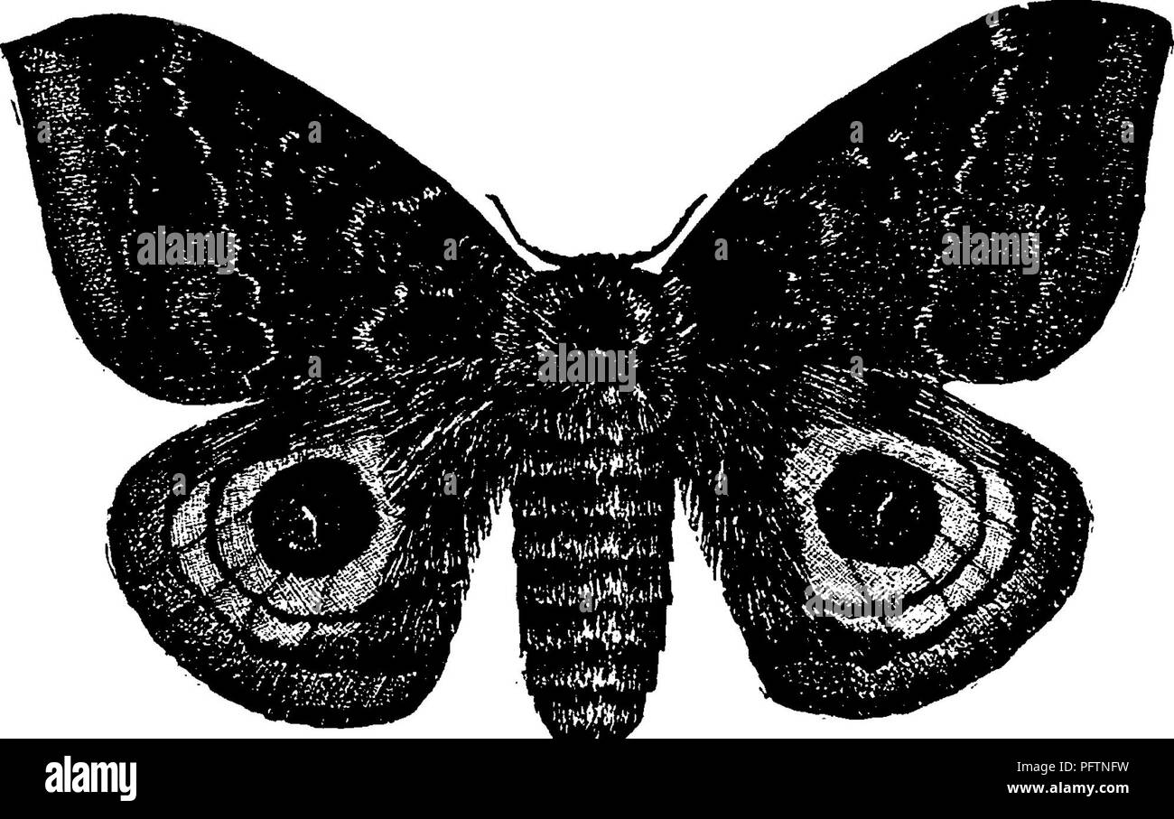 Lepidoptera habitats Black and White Stock Photos & Images - Alamy
