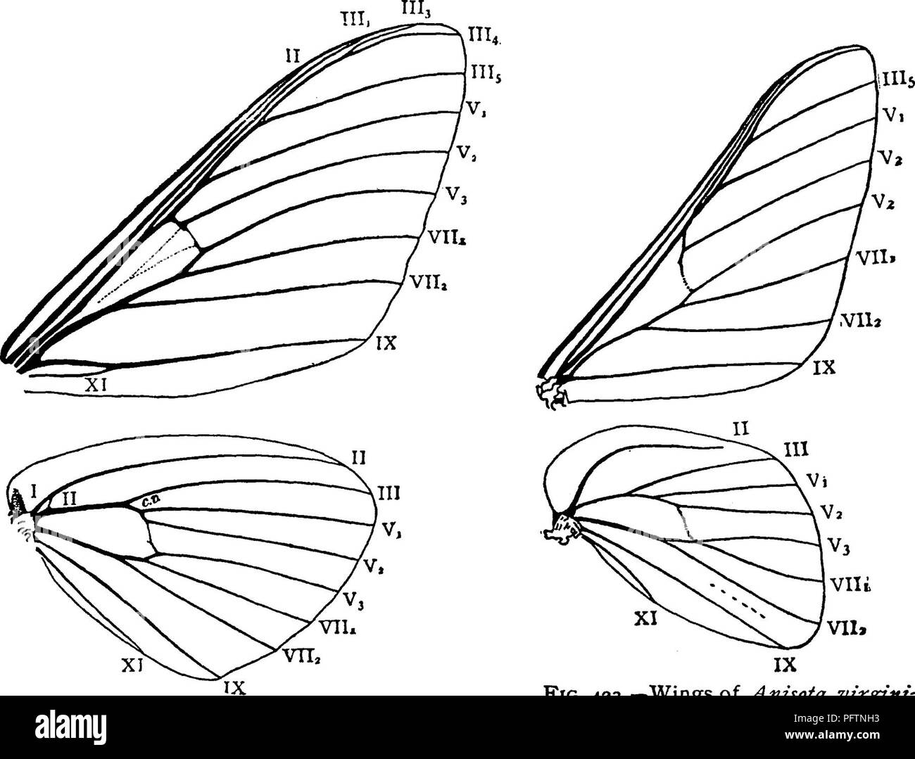 This manual serves as a guide for the study of insects, focusing on ...