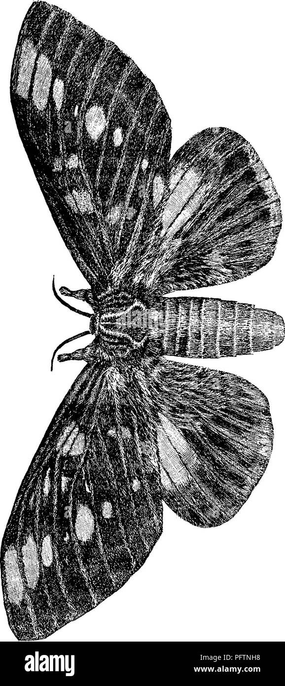 This manual by John Henry and Anna Botsford Comstock is a detailed ...