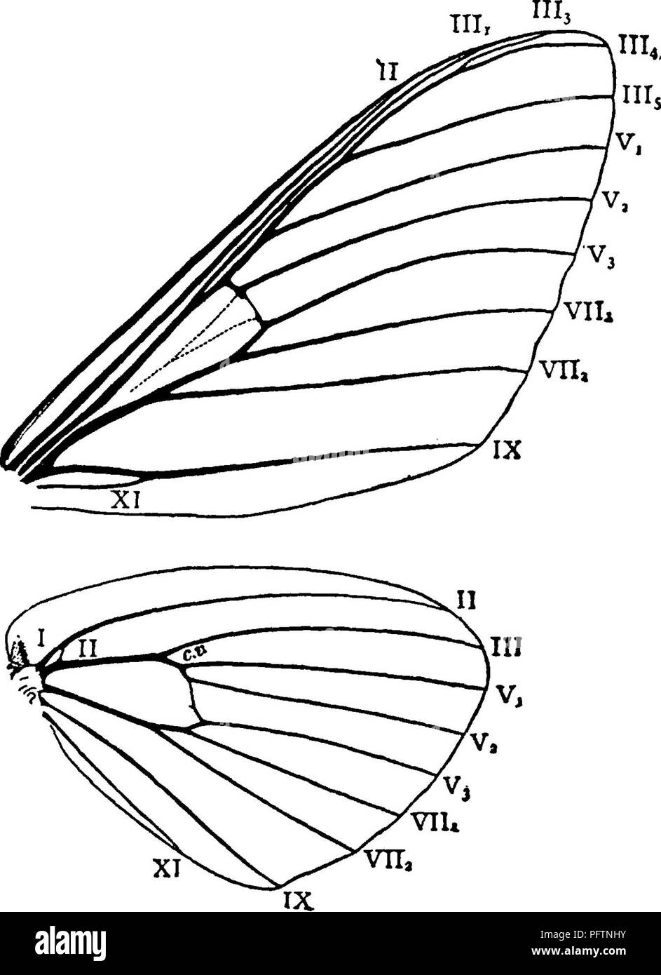 A guide for studying insects, focusing on the Lepidoptera order ...