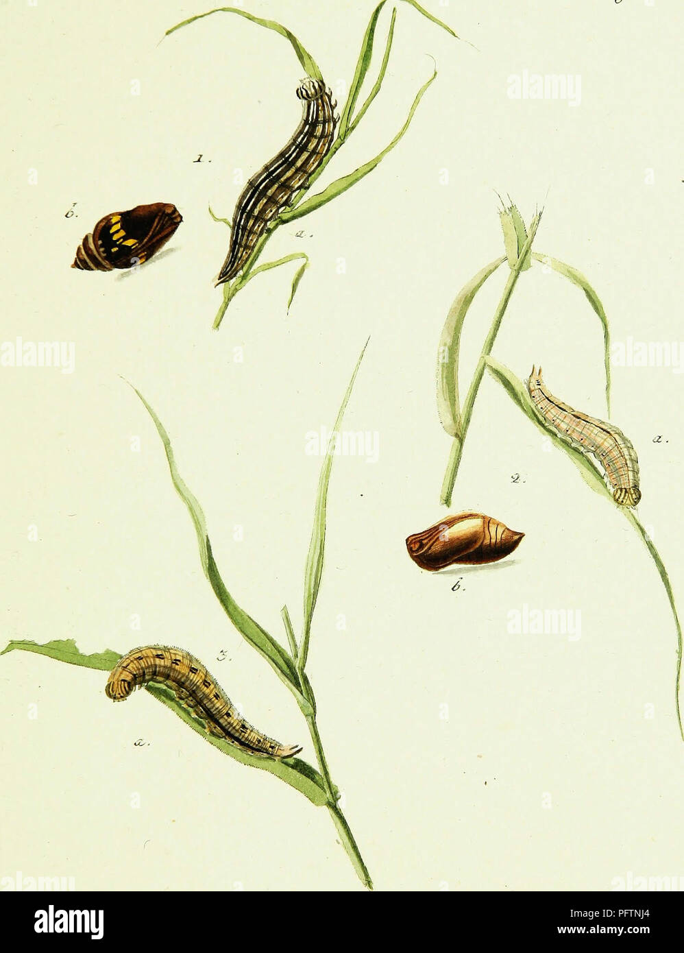 This historical image presents a detailed study of European butterflies ...