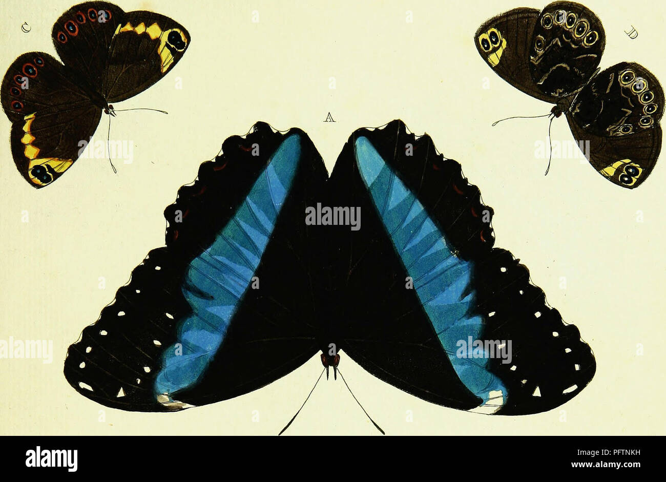 This work focuses on foreign beetles from Asia, Africa, and America ...