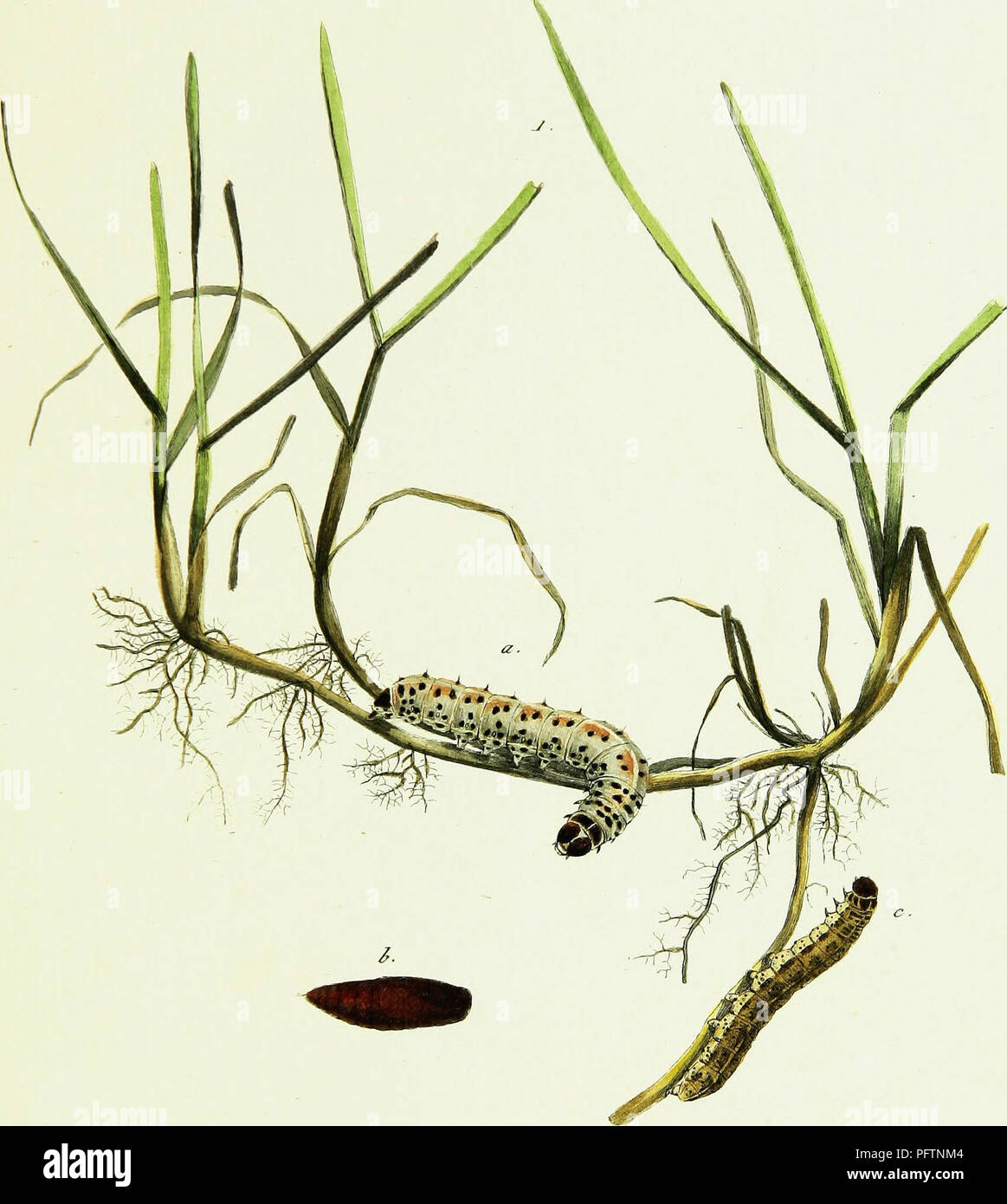 A study on the history and classification of European butterflies ...