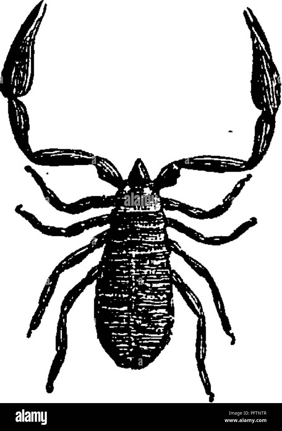 This manual introduces the study of Pseudoscorpiones, a small group of ...