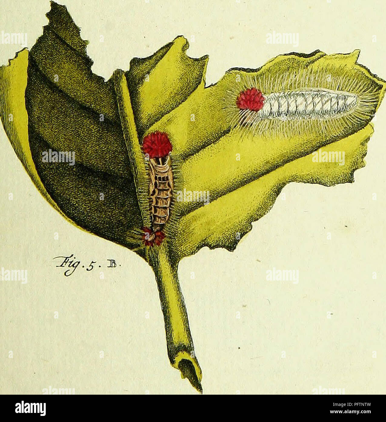 This work by Pieter Cramer and Caspar Stoll focuses on the Lepidoptera ...