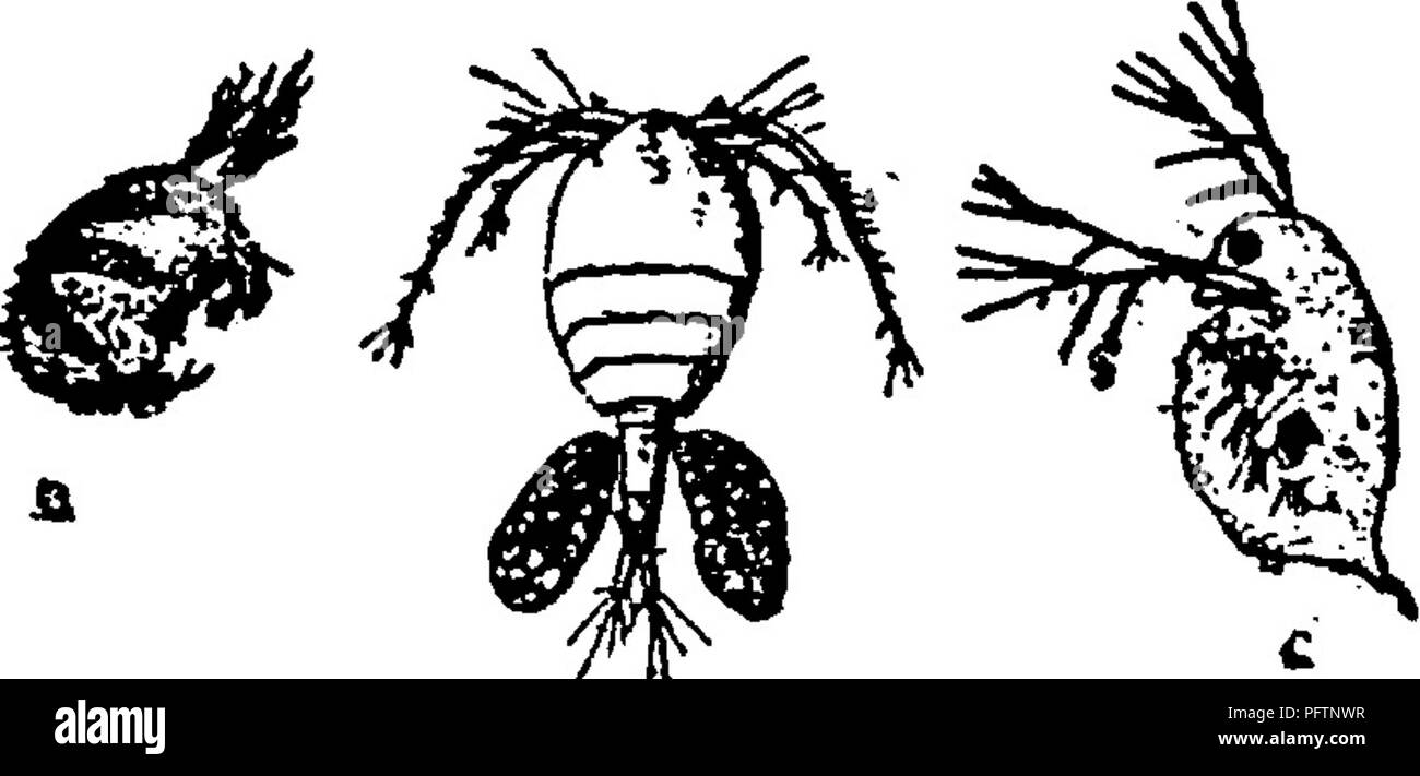 Anna botsford comstock hi-res stock photography and images - Alamy