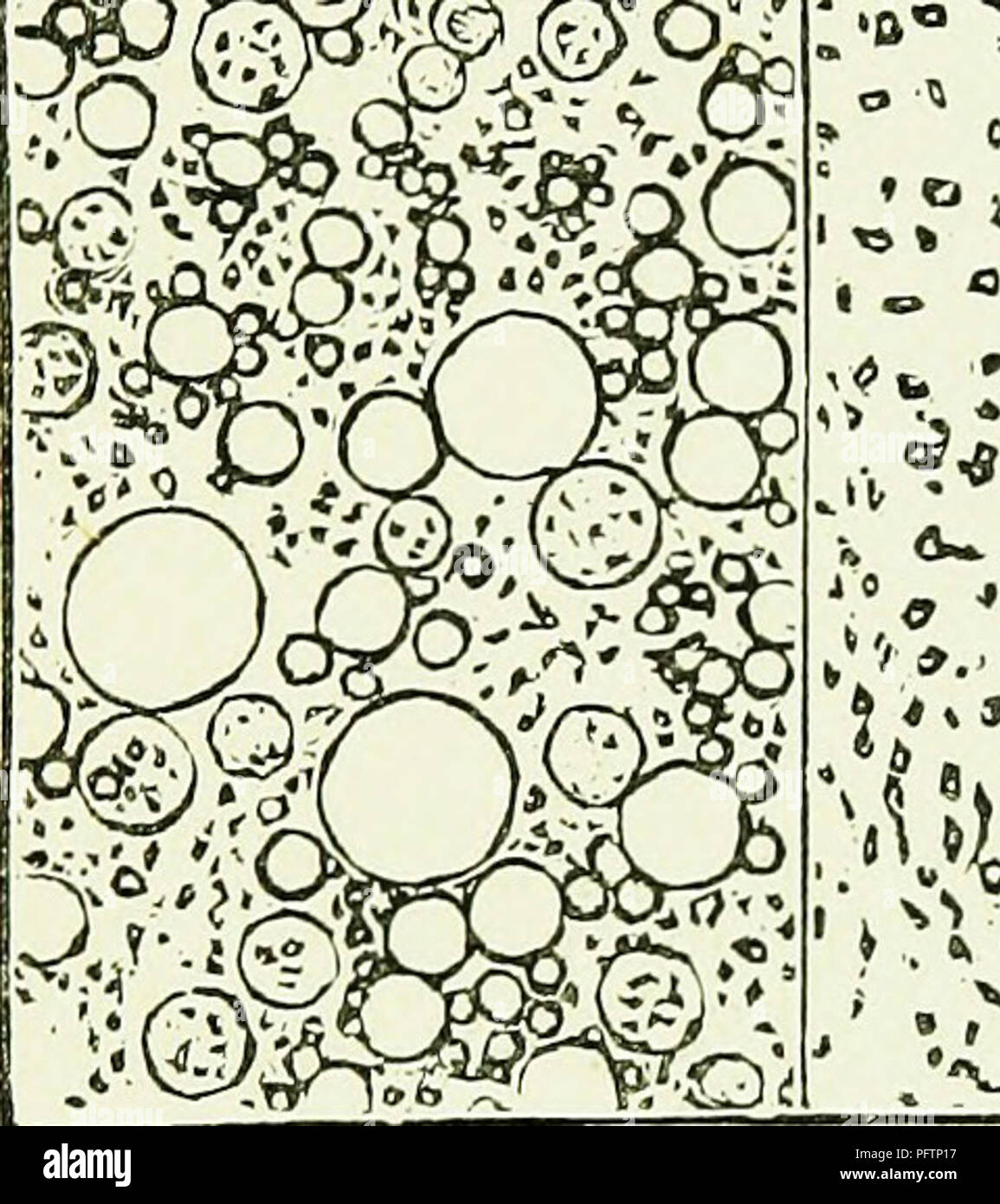 Fat globules hi-res stock photography and images - Alamy