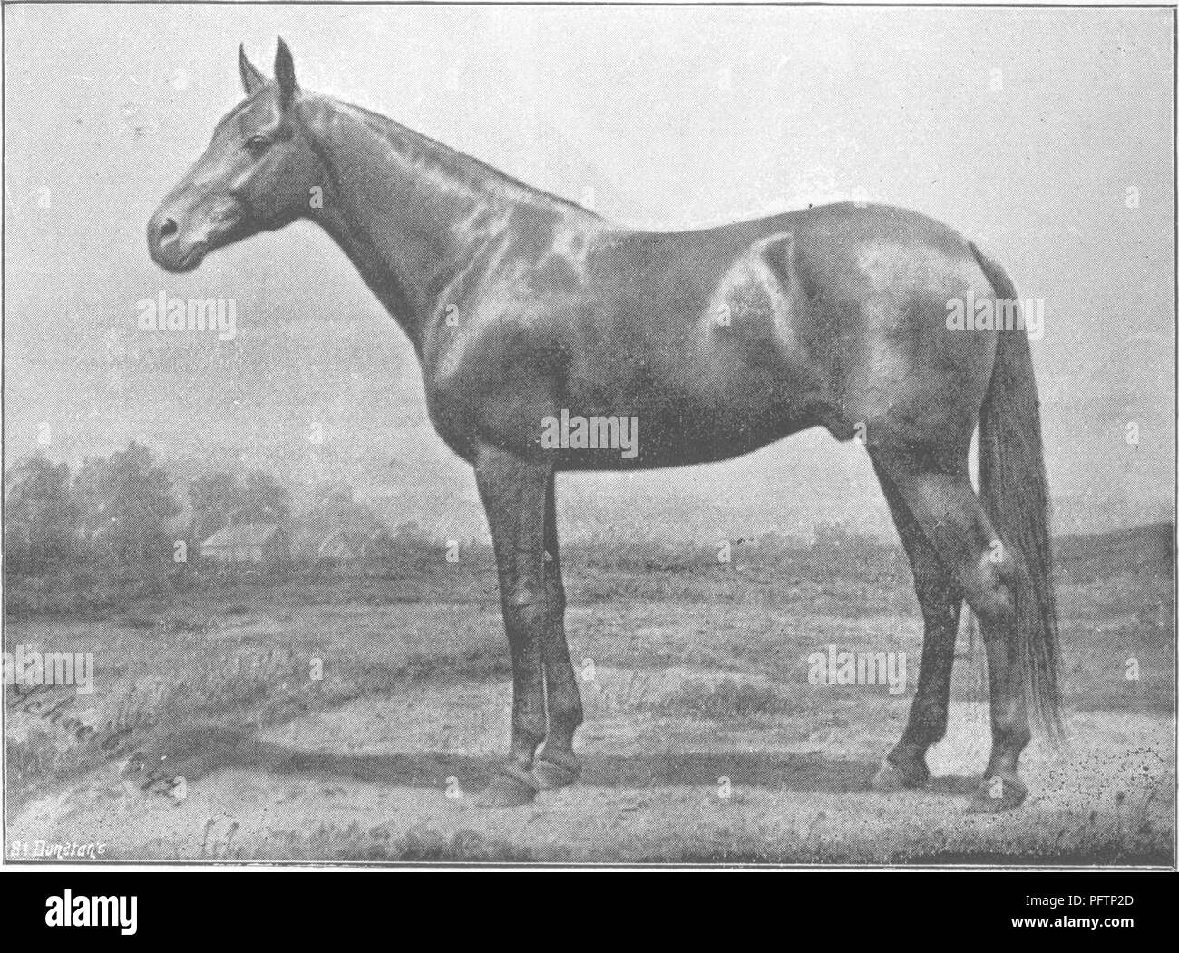 A detailed treatise on horse conformation, breed characteristics ...