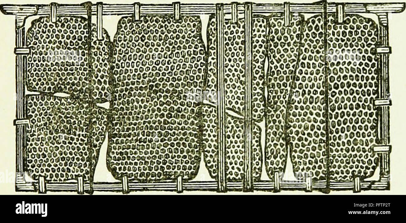 This manual provides comprehensive guidelines on bee culture in the ...