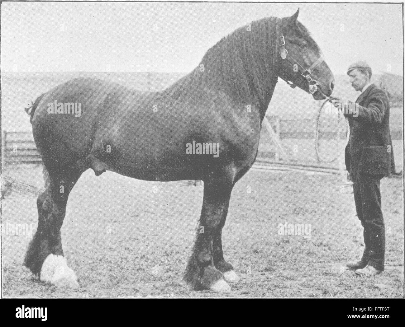Strange Horse Conformation