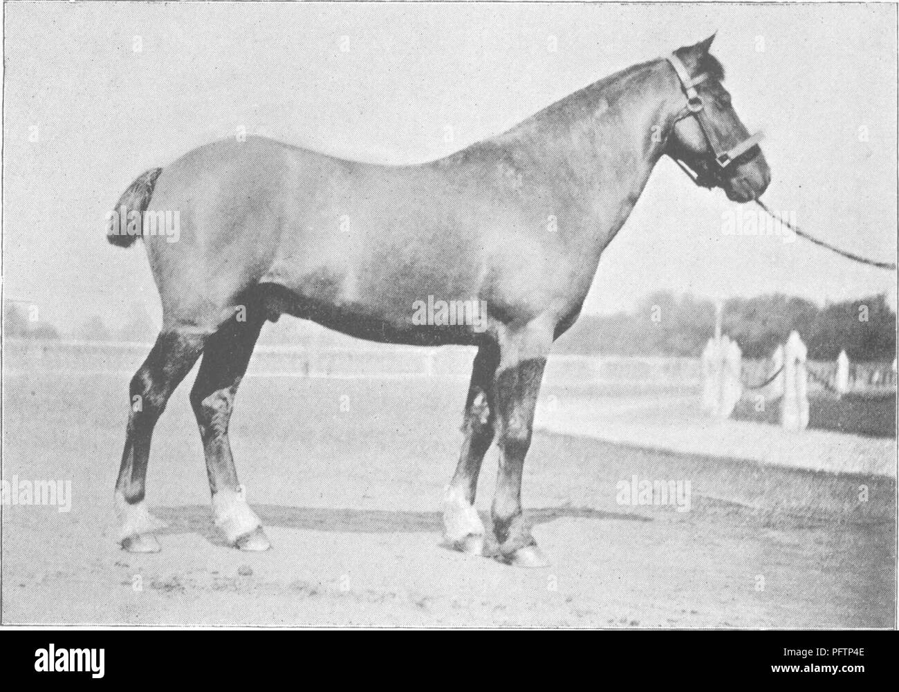 This treatise explores the physical conformation, movements, breeds ...