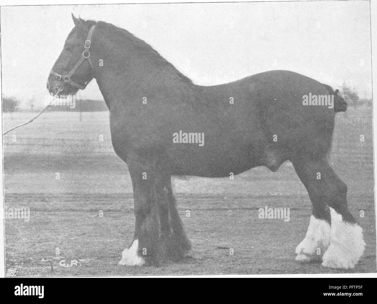 This illustration is from 'Points of the Horse,' a detailed treatise on ...