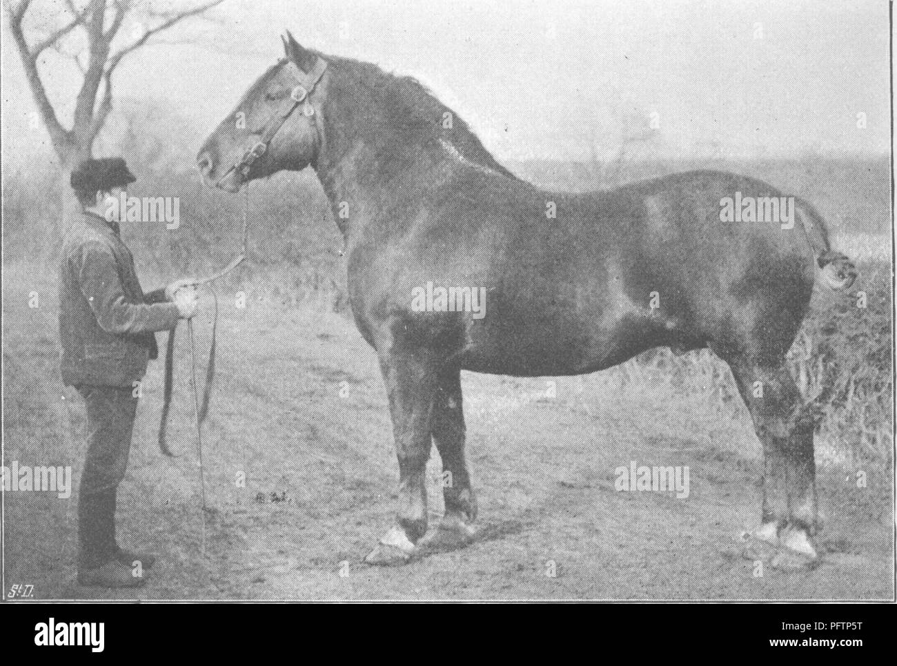 This treatise on horses explores their conformation, various breeds ...