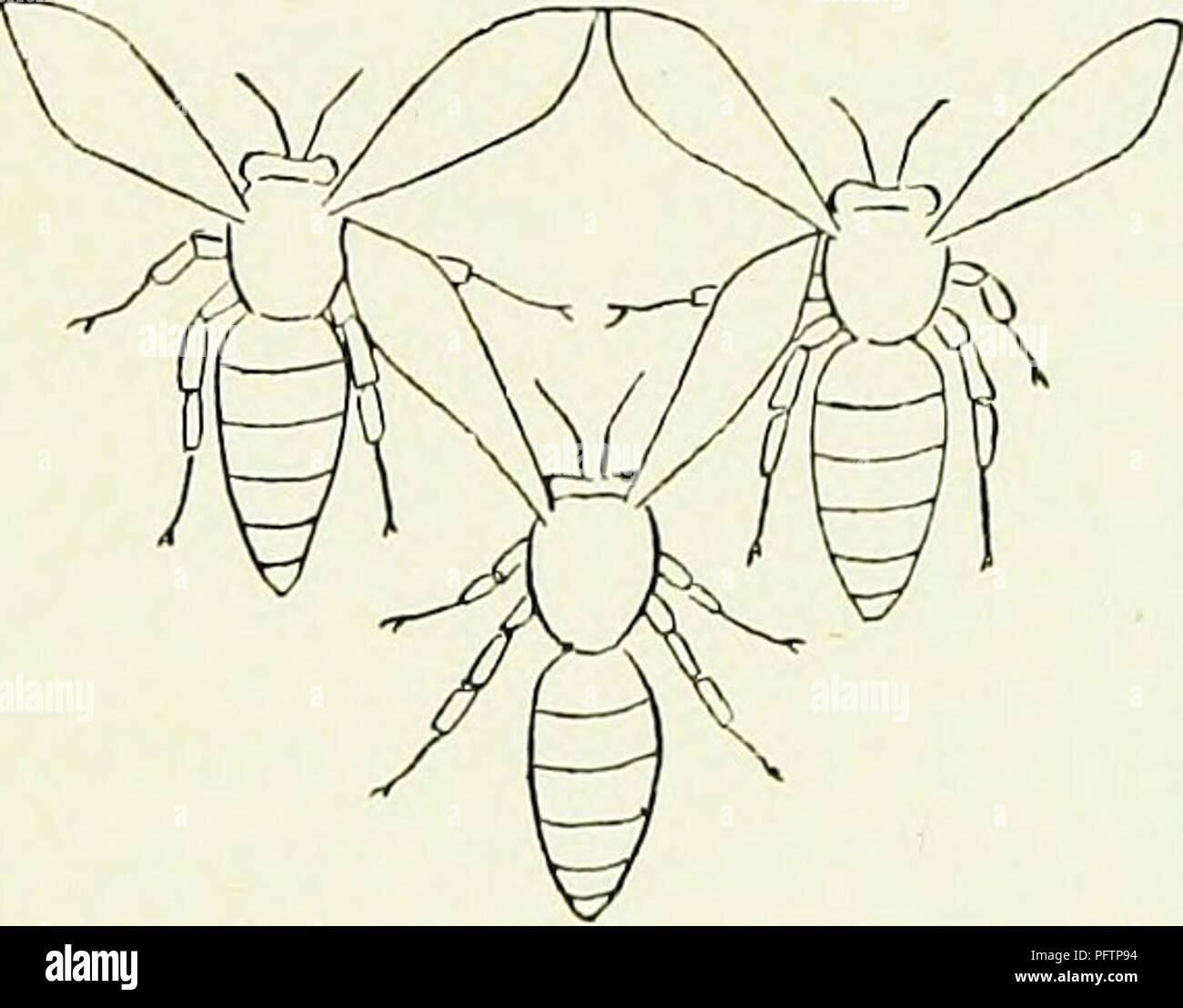 This work explores the cultural and historical significance of bees ...