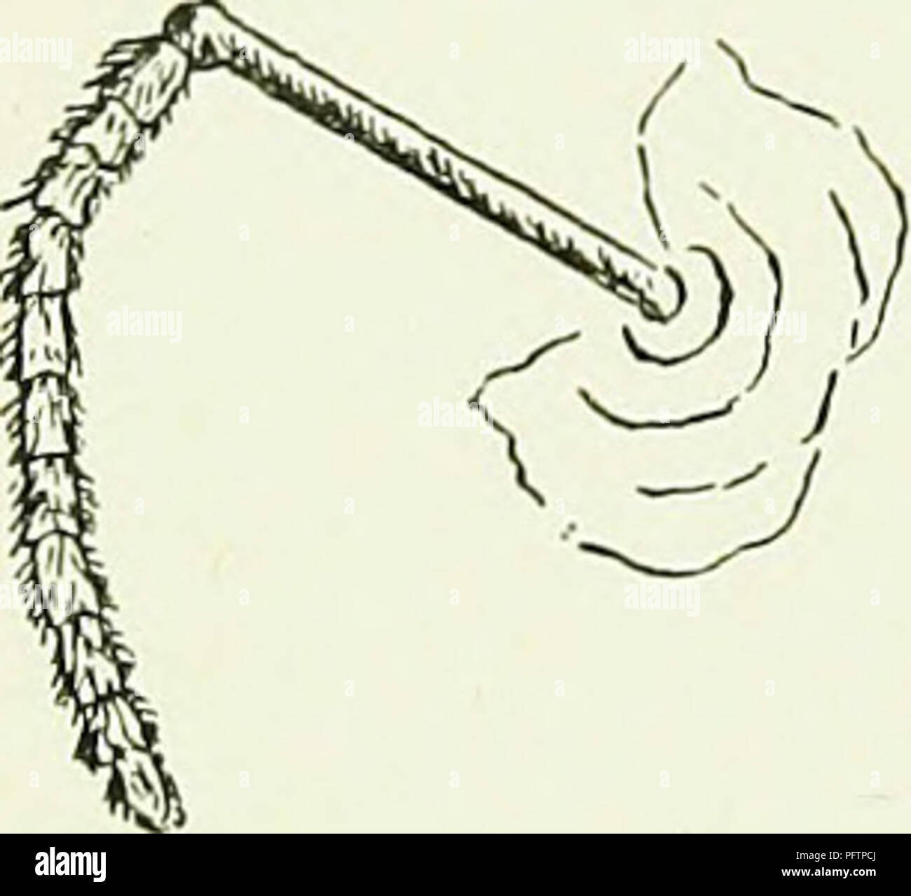 This text explores the anatomy of bees, particularly their specialized ...