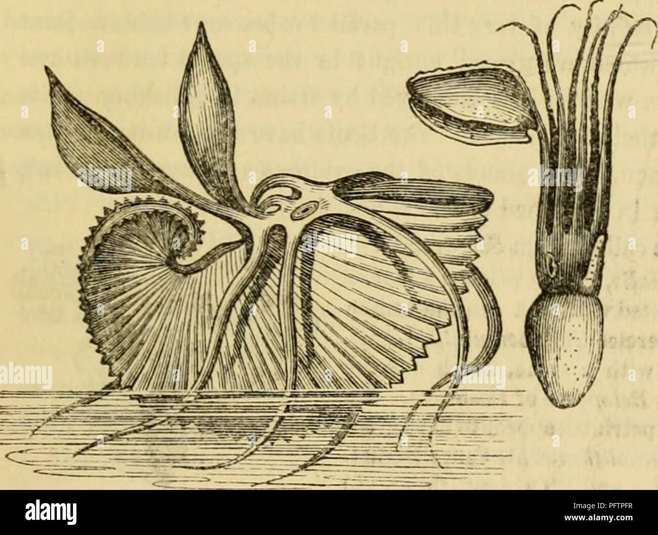 Crusta hi-res stock photography and images - Alamy