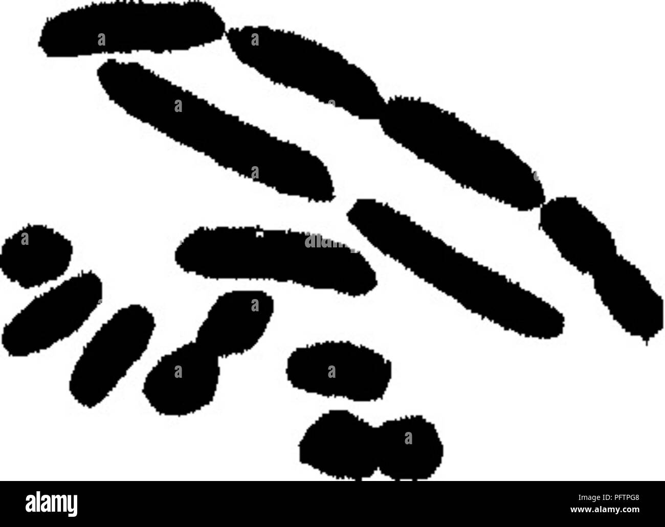 Azotobacter hi-res stock photography and images - Alamy