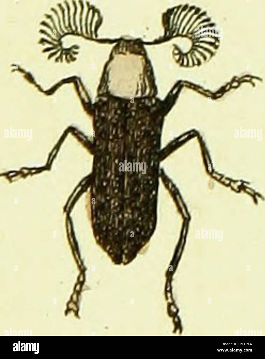 This work showcases over 240 illustrations of exotic insects, providing ...