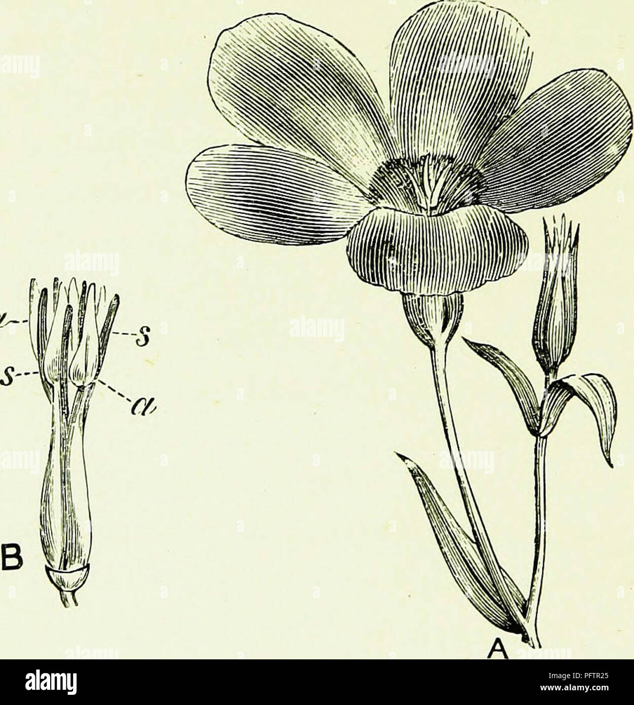 Singular bee hi-res stock photography and images - Alamy