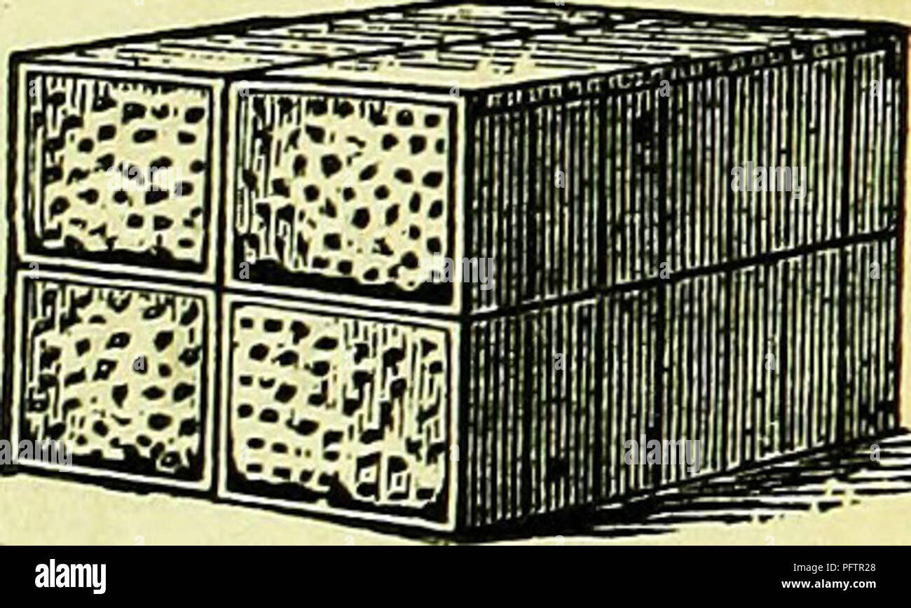 Regular honey bees in hi-res stock photography and images - Alamy