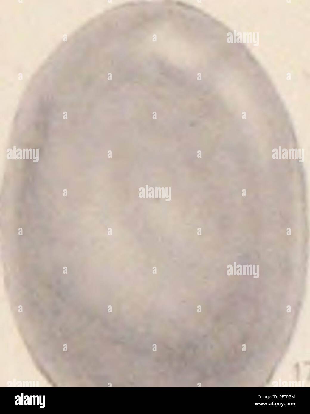 This work explores the biology and classification of *Eupithecia*, a ...
