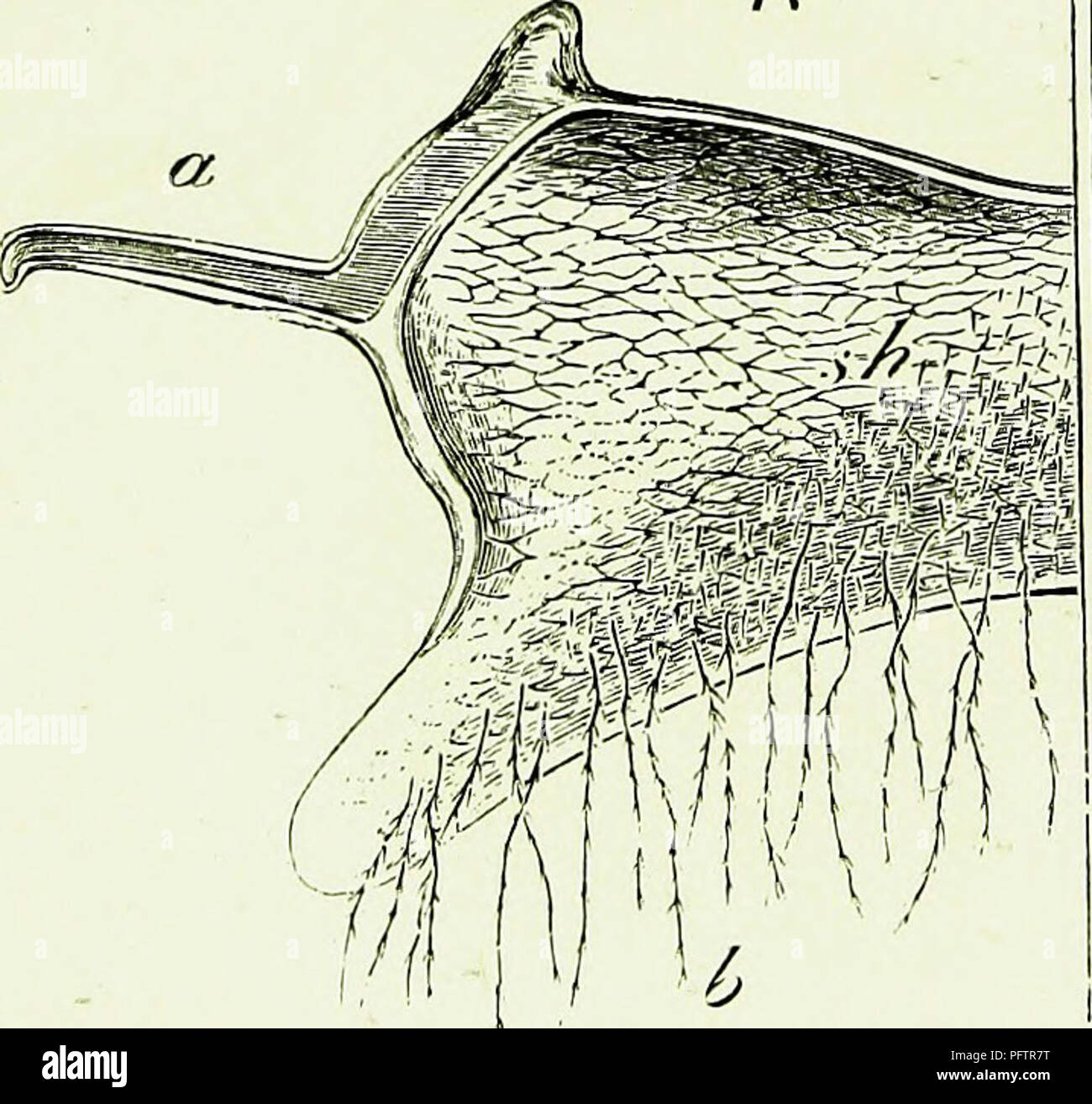 Wax glands hi-res stock photography and images - Alamy