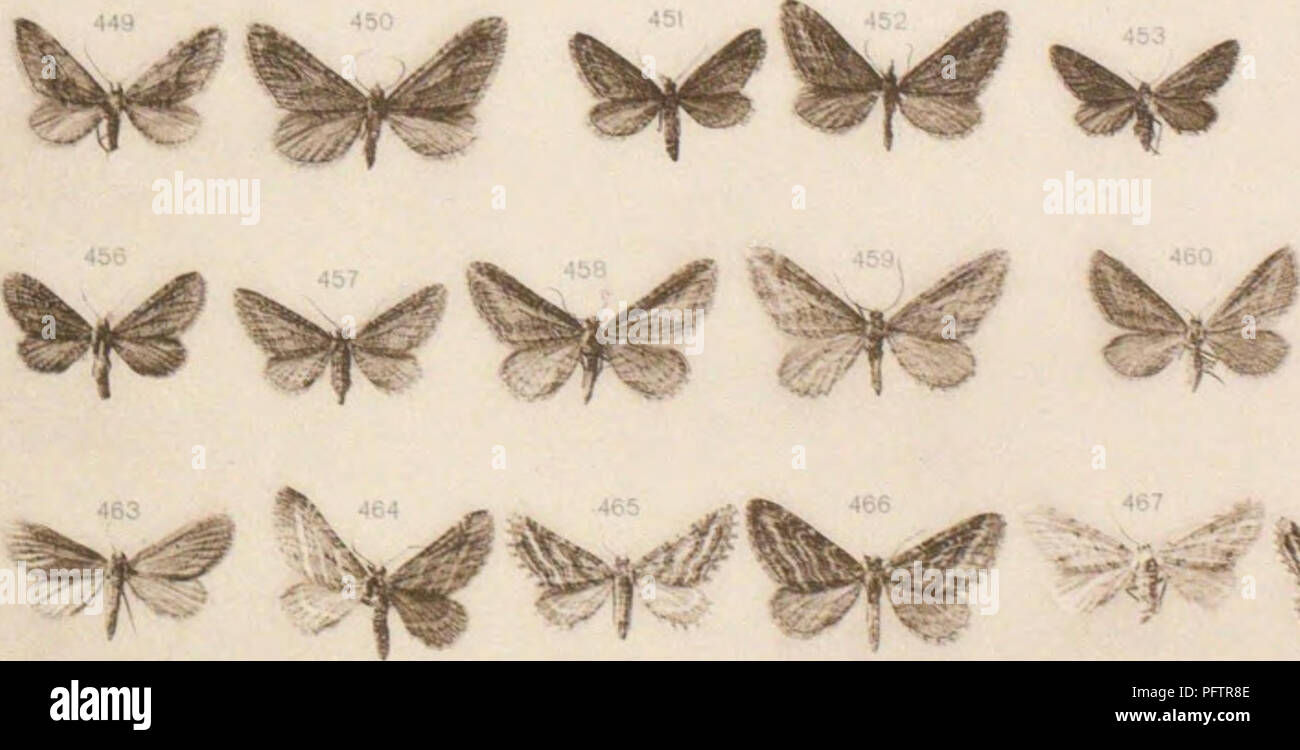 A biological study of the genus Eupithecia, a group of moths known for ...