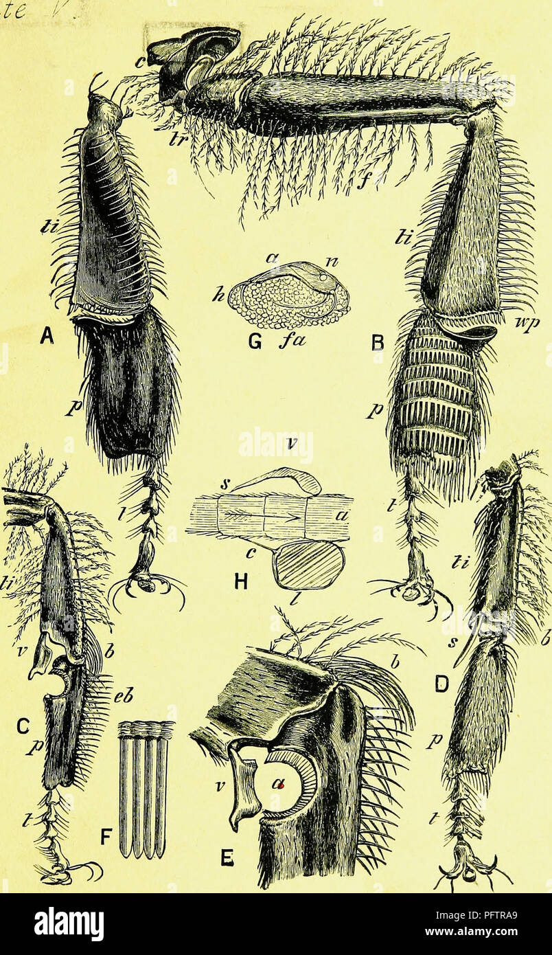 Joint planta hi-res stock photography and images - Alamy