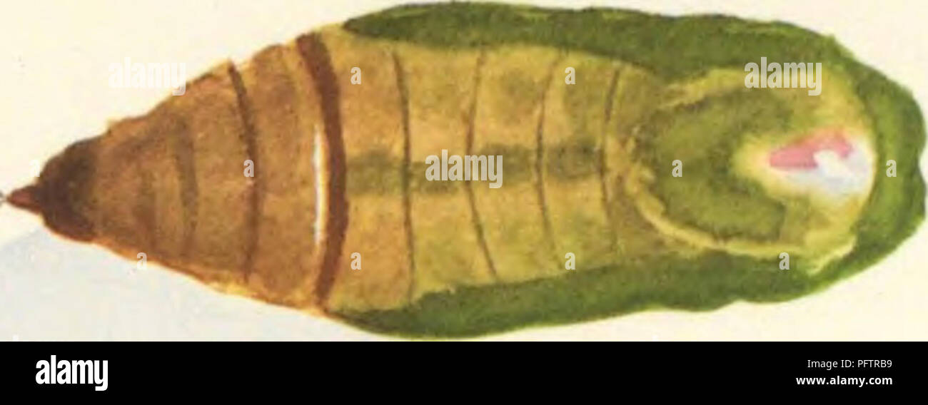 This study provides detailed biological insights into the moth species ...