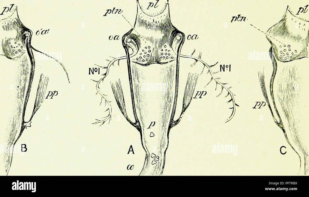 Shortening of muscle hi-res stock photography and images - Alamy