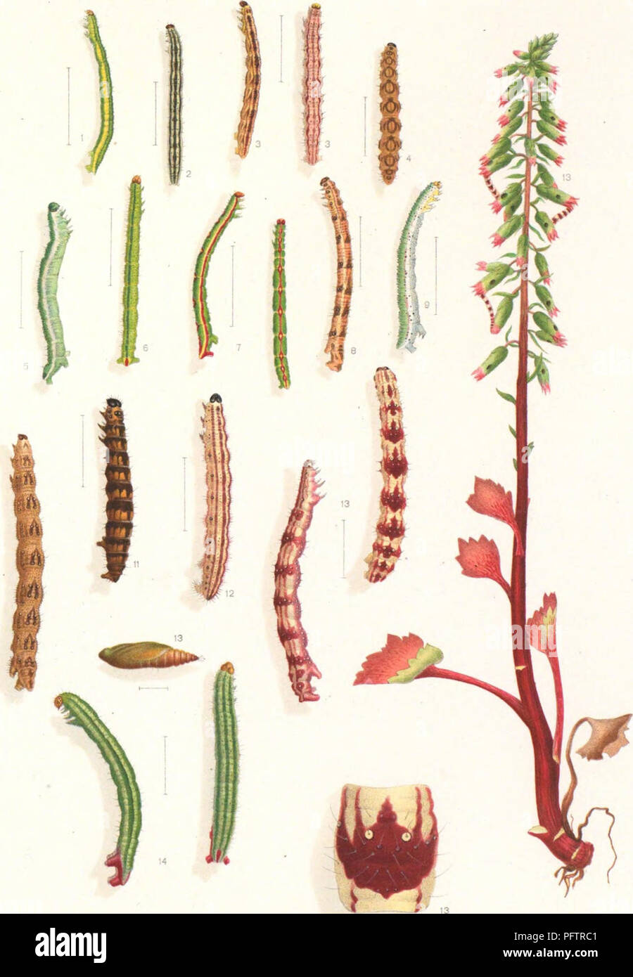 The study of Eupithecia species, a group of moths belonging to the Geometridae family, provides ...