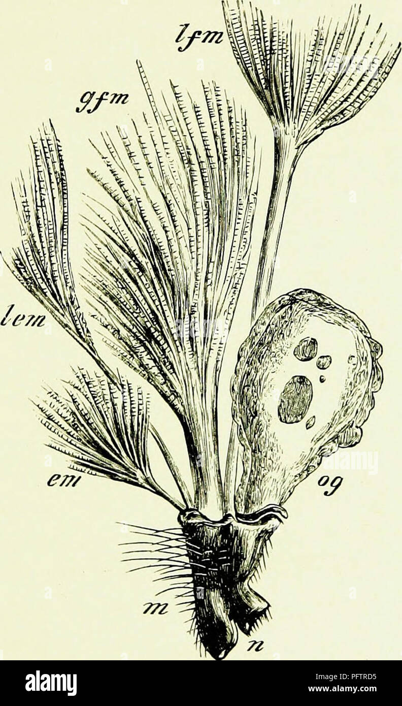 A comprehensive guide to bee anatomy, physiology, and hive management ...