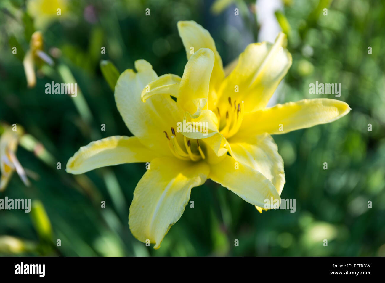 Flower taken at Niagara-on-the-Lake, Ontario Stock Photo - Alamy