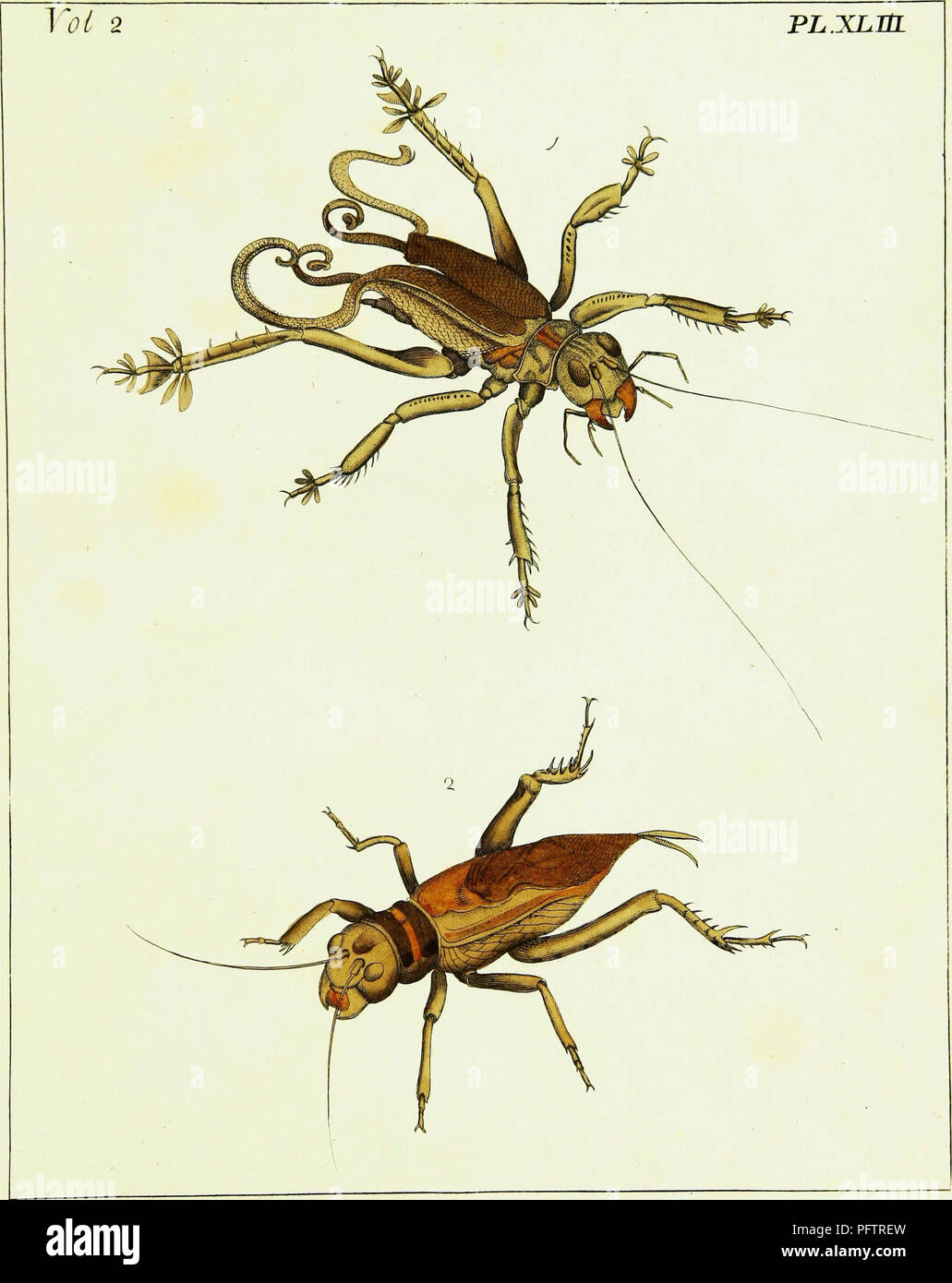 This work features detailed illustrations of over 240 exotic insects ...