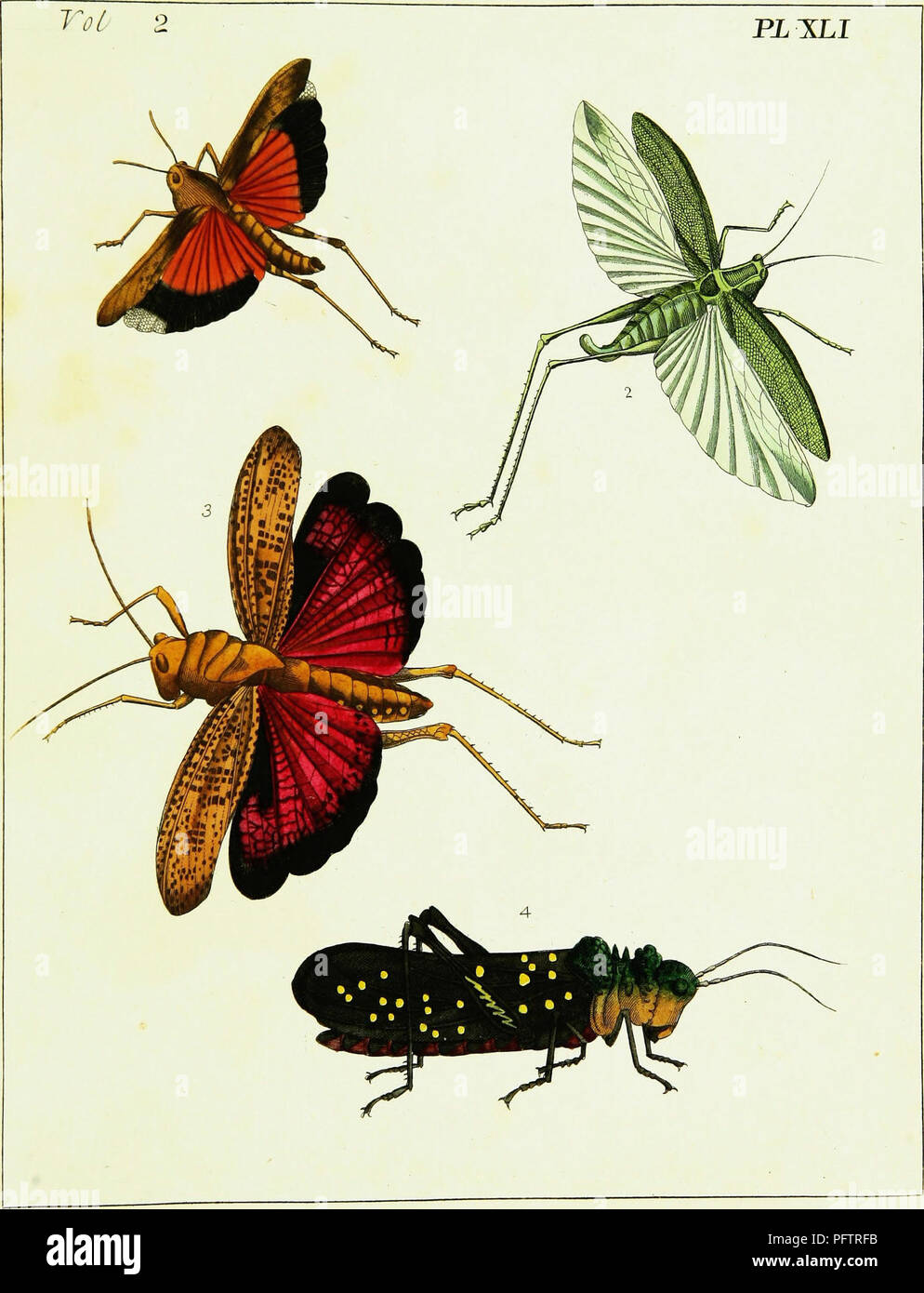 A collection of over 240 illustrations of exotic insects, detailing ...