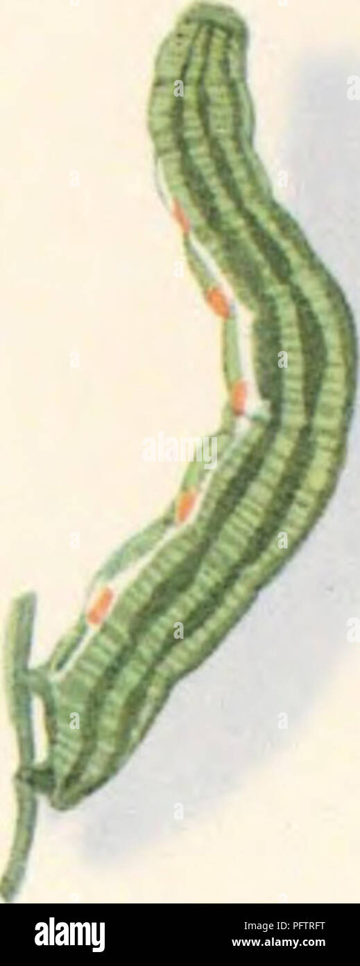 This image is part of the study on Eupithecia moths, focusing on their ...