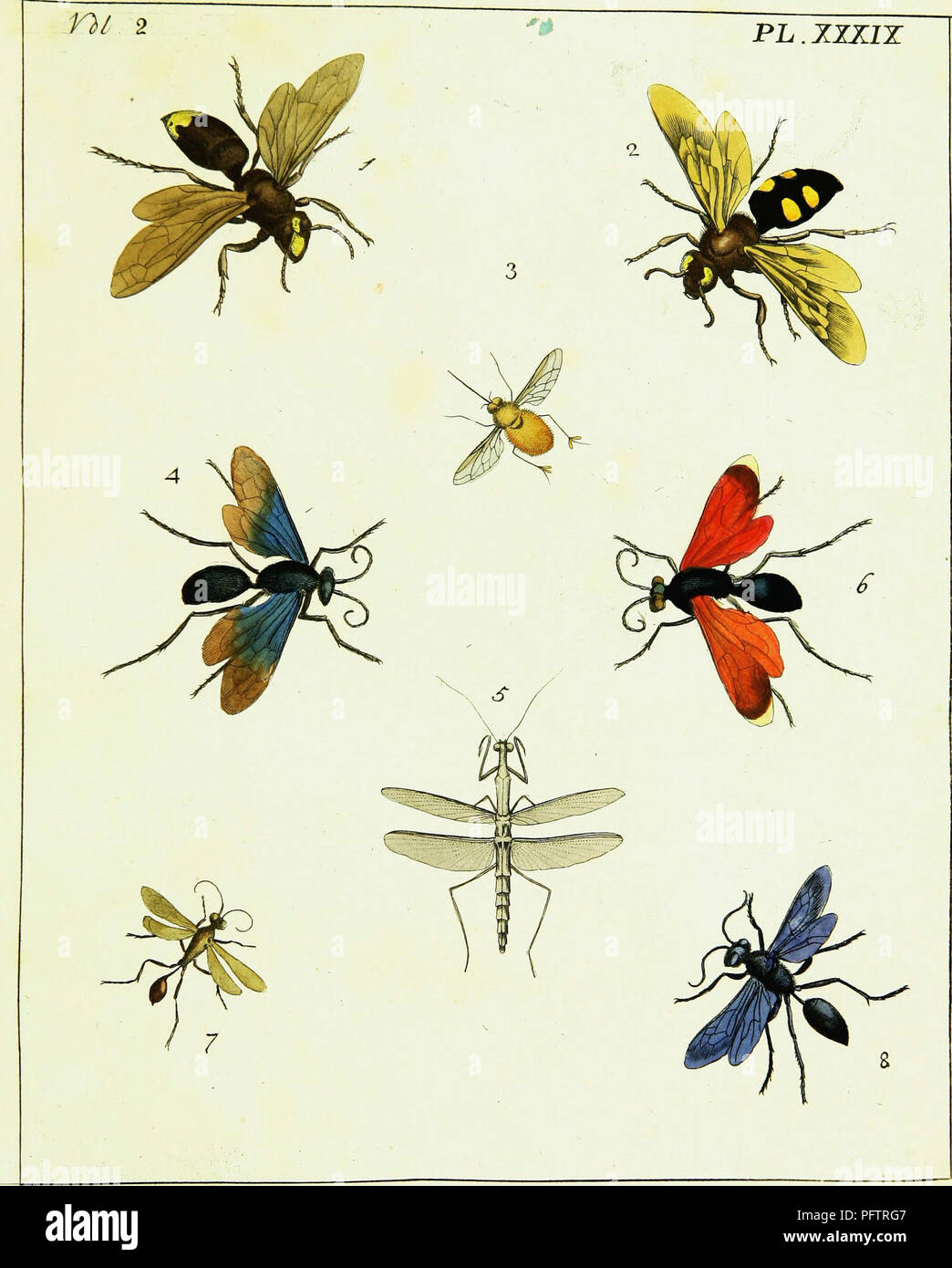 This work features over 240 illustrations of exotic insects, each ...