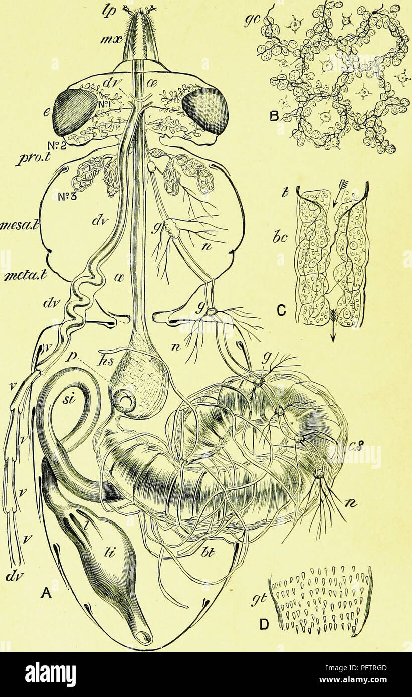 This plate illustrates the detailed anatomy of the honeybee's digestive ...